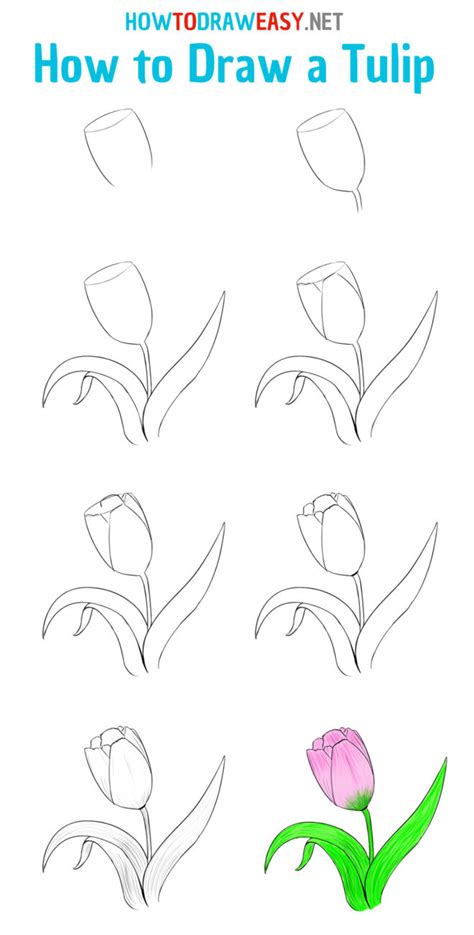 How To Draw A Tulip How To Draw Easy