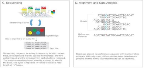 Figure From The Bioinformatics Application In Detecting Germline And Somatic Variants Towards