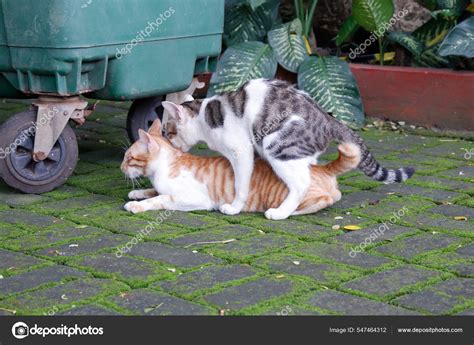 Two Cats Having Sex Park Noon Stock Photo Ranggabp