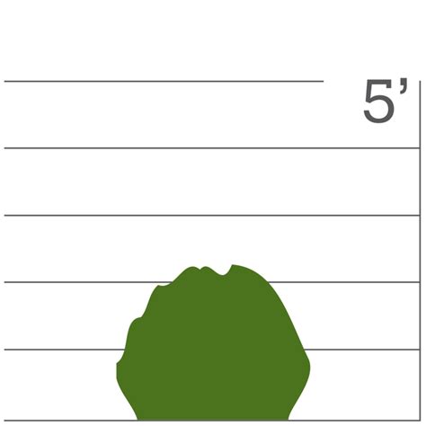 Double Play Dolly Spirea Spring Meadow Wholesale Liners Spring Meadow Nursery