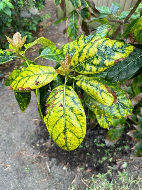 Avocado Problem Identification Rarborists