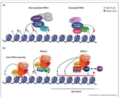 Figure 1 From The Many Faces Of Polycomb Regulation By Rna Semantic