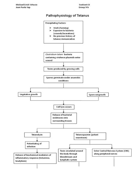 Pathophysiology Of Tetanus Pdf Nervous System Medical Specialties