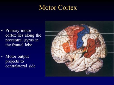 Contents Of The Neurocranium Part Ii Ppt Download