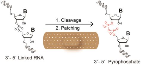 Pyrophosphate Dna Replication Pyrophosphate Dna Replication