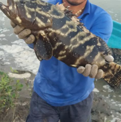 ปลาชุดใหม่ลงบ่อเรียบร้อย211ตังไซ้รตึงๆ0 9 2โลกันเลย เปิดวันอาทิตปลาซิง