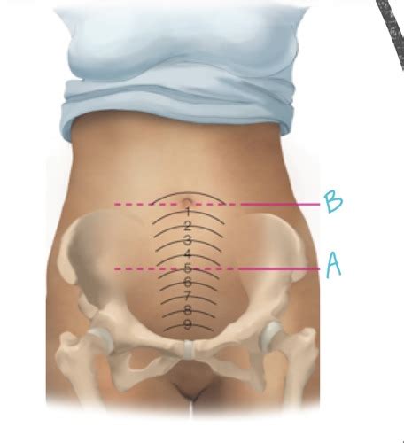 OB Midterm Flashcards Quizlet