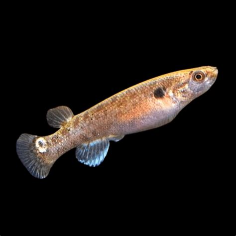 Killifish Aquatropics