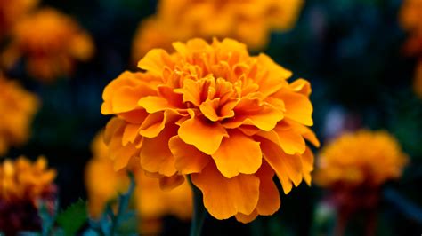 Flowers Hq Wallpapers And Pictures