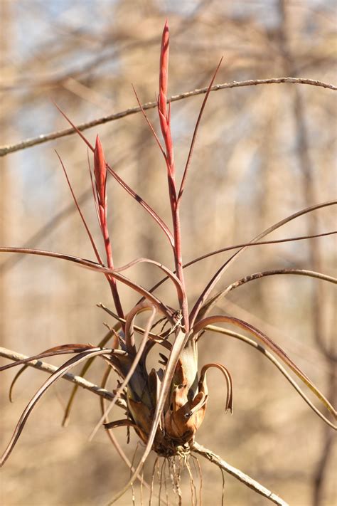 Tillandsia Balbisiana Southern Needleleaf Fsus