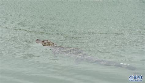 자연으로 돌아가는 中 양쯔강 악어