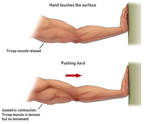 Isometric Contraction Mammoth Memory Definition Remember Meaning