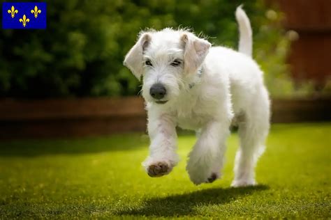 Jackapoo Züchter Und Welpen In Île De France Dogwebde