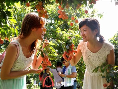 五月荔枝成熟了深圳吃货们更喜欢去这里吃