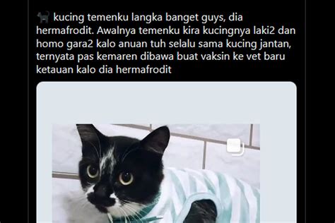 Ramai Soal Kucing Hermafrodit Apa Itu