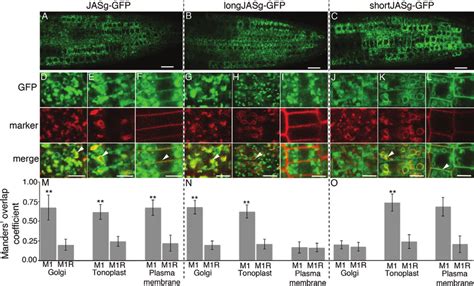 Subcellular Localization Of Different Forms Of Jas Gfp A C Clsm