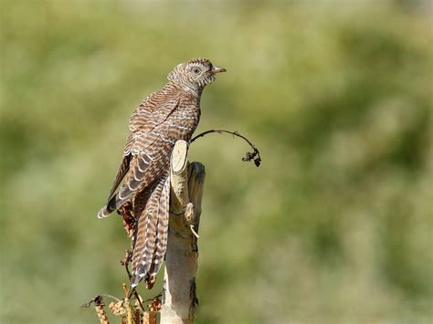 Common Cuckoo