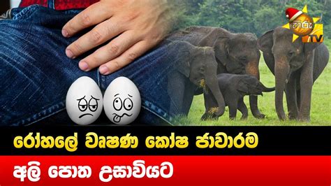 රෝහලේ වෘෂණ කෝෂ ජාවාරම අලි පොත උසාවියට Hiru News Youtube