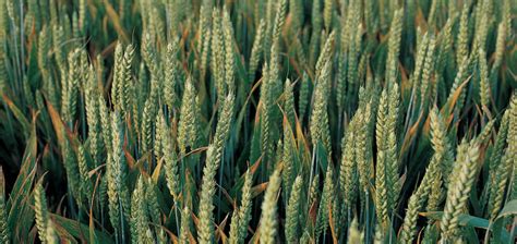 Wheat Crops