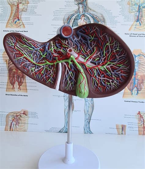 Human Anatomy Liver Model Closeup Structure And Function Of Liver And Disease Stock Image