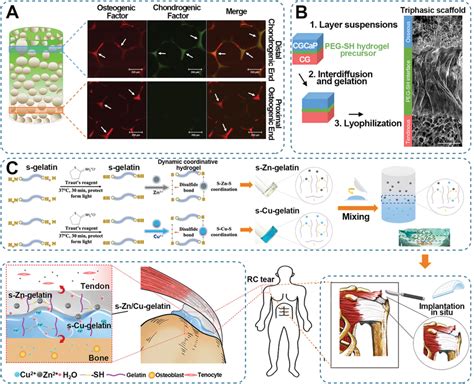 Examples Of Hydrogel With A Graded Mineral Distribution A A Template