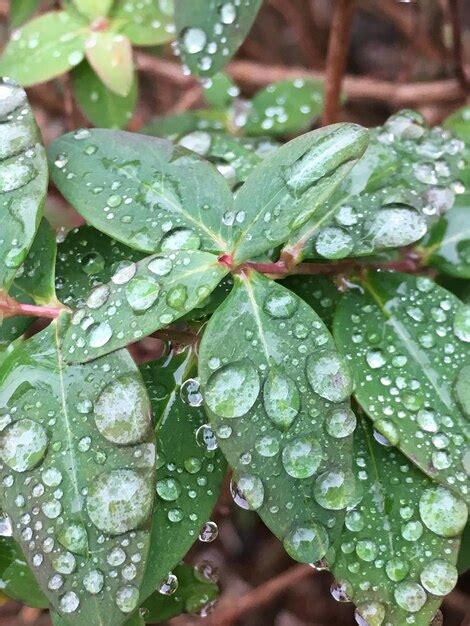 Premium Photo Close Up Of Wet Plant