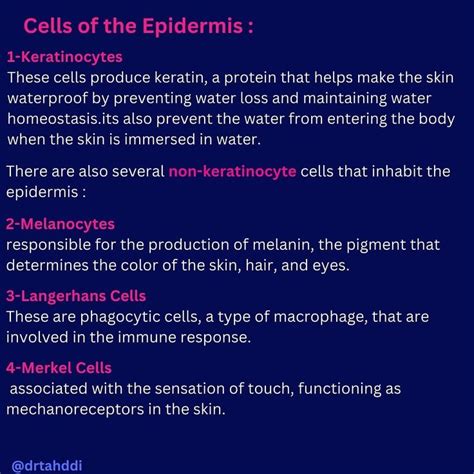 The Integumentary System The Integumentary System Consists Of The Skin Hair Nails And
