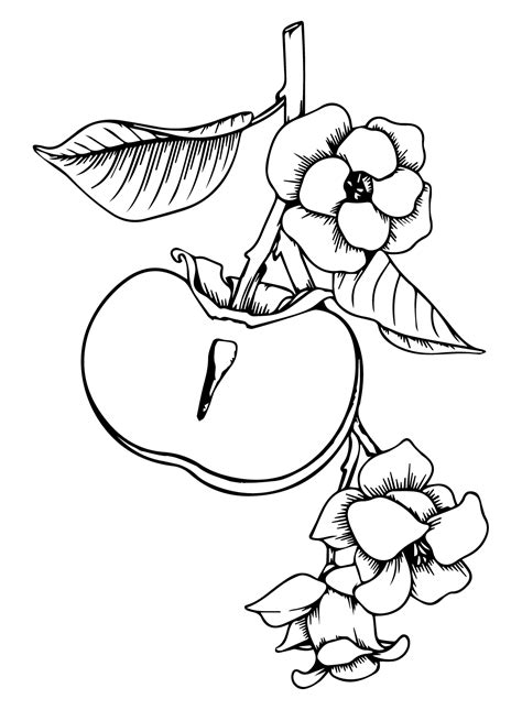 20 Persimmon Coloring Pages Free Printable Pdf And Online Coloring