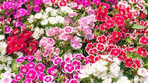 How To Care For Pink Dianthus