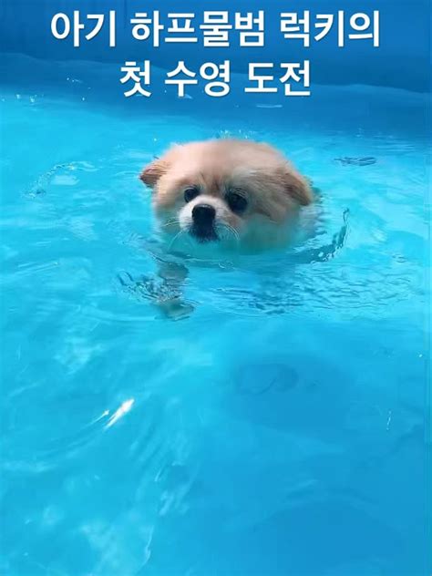 아기 하프 물범 강아지의 수영 도전 Youtube