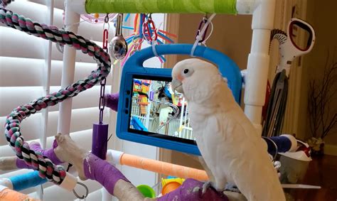 ‘beaking News Parrots Prefer Live Video Calls Over Watching Pre