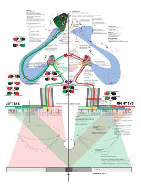 Vision Physiology Download Free Pdf Visual Cortex Visual System