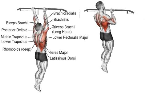 Chin Ups Mastery Your Ultimate Guide To Perfecting The Pull