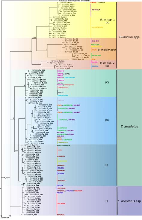 Bayesian Phylogenetic Tree Based On 73 125 And 12 Publicly Available Download Scientific