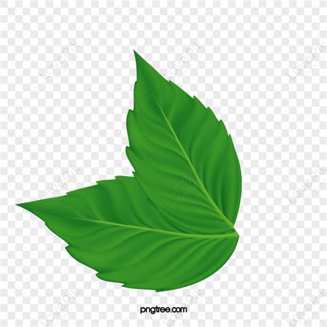 신선한 박하 잎민트 잎민트 Png 일러스트 무료 다운로드 Lovepik