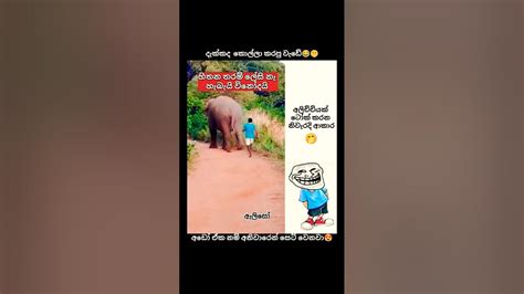 බලන්න කෝ අලියට කරන දේ Youtube