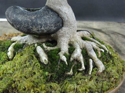 A Different Kind Of Root Over Rock Stone Lantern