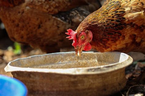 Premium Photo Close Up Of A Bird Drinking