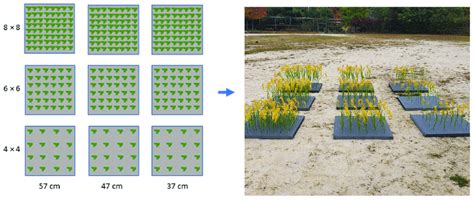 A The Appearance Of Crop Models And Field B Detailed View Of The Download Scientific
