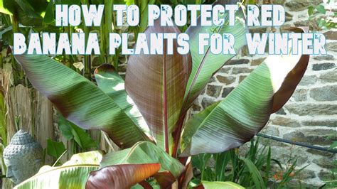 How To Protect Red Banana Plants For Winter Winter Protection For
