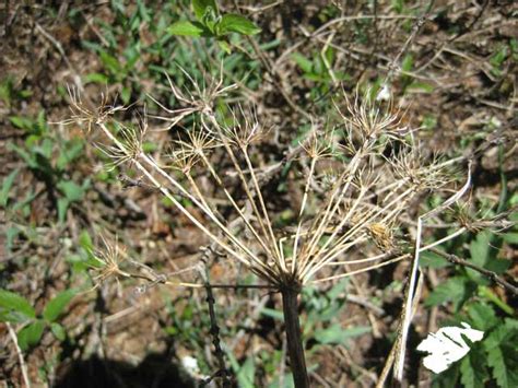 Crazy For Cow Parsnip Wild Food Girl