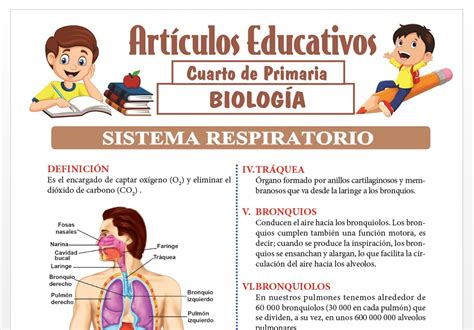 Sistema Respiratorio Para Cuarto De Primaria
