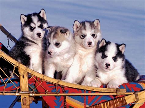 Husky Puppies Wallpapers Wallpaper Cave