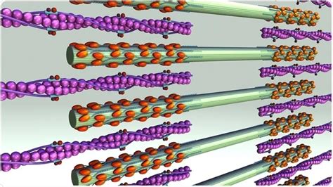 Actomyosin In Muscle Contraction