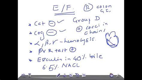 Medical Video Lecture Enterococcus Faecalis Microbiology Youtube