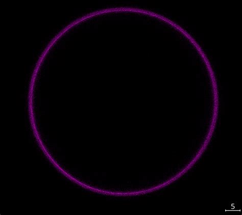 Bulk Vs Surface Labelling — Napari Stress Documentation