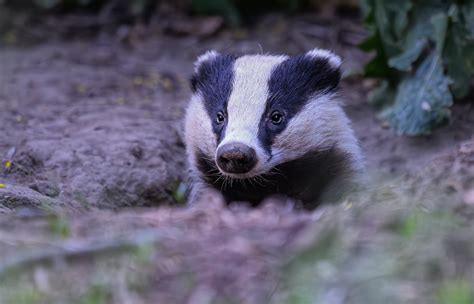 Dachs Forum Für Naturfotografen