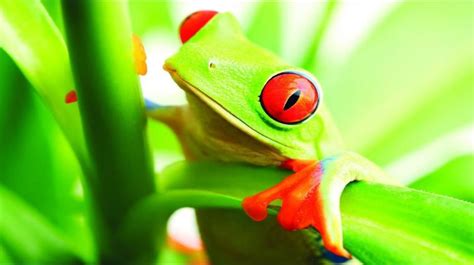 70 Tree Frog Wallpapers WallpaperSafari 70 Tree Frog Wallpapers WallpaperSafari