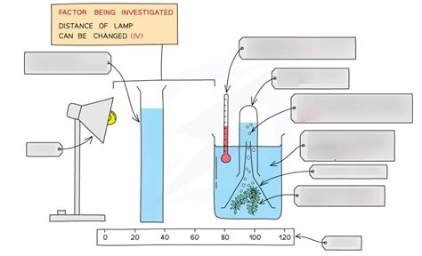Diagram Of Y8 Science How Light Intensity Affects Photosynthesis Rate Quizlet