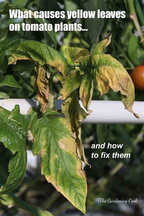 Why Are My Tomato Plant Leaves Turning Yellow And Wilting At Gabrielle